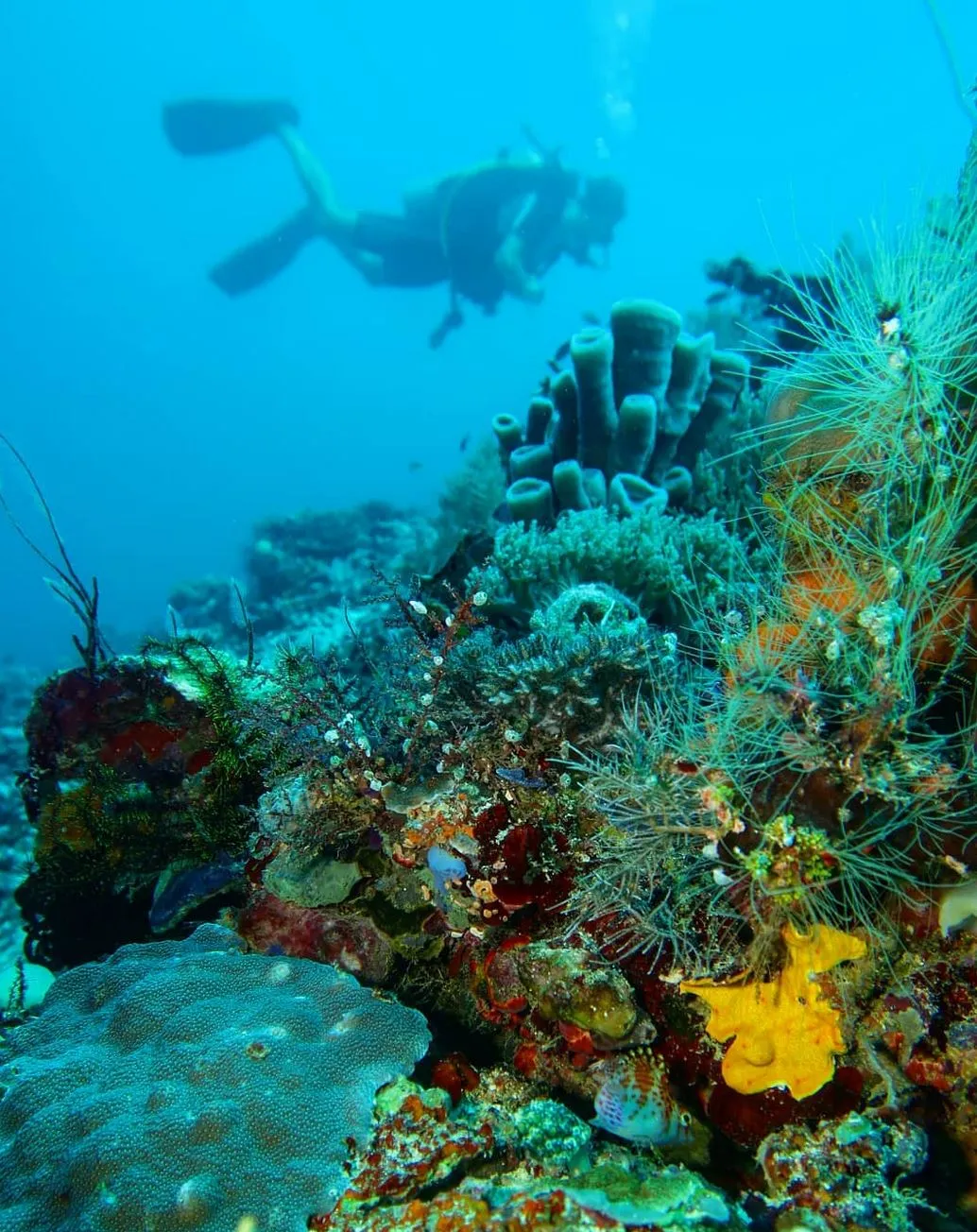 Marine Life in Exmouth: Discover the Wonders of Ningaloo Reef