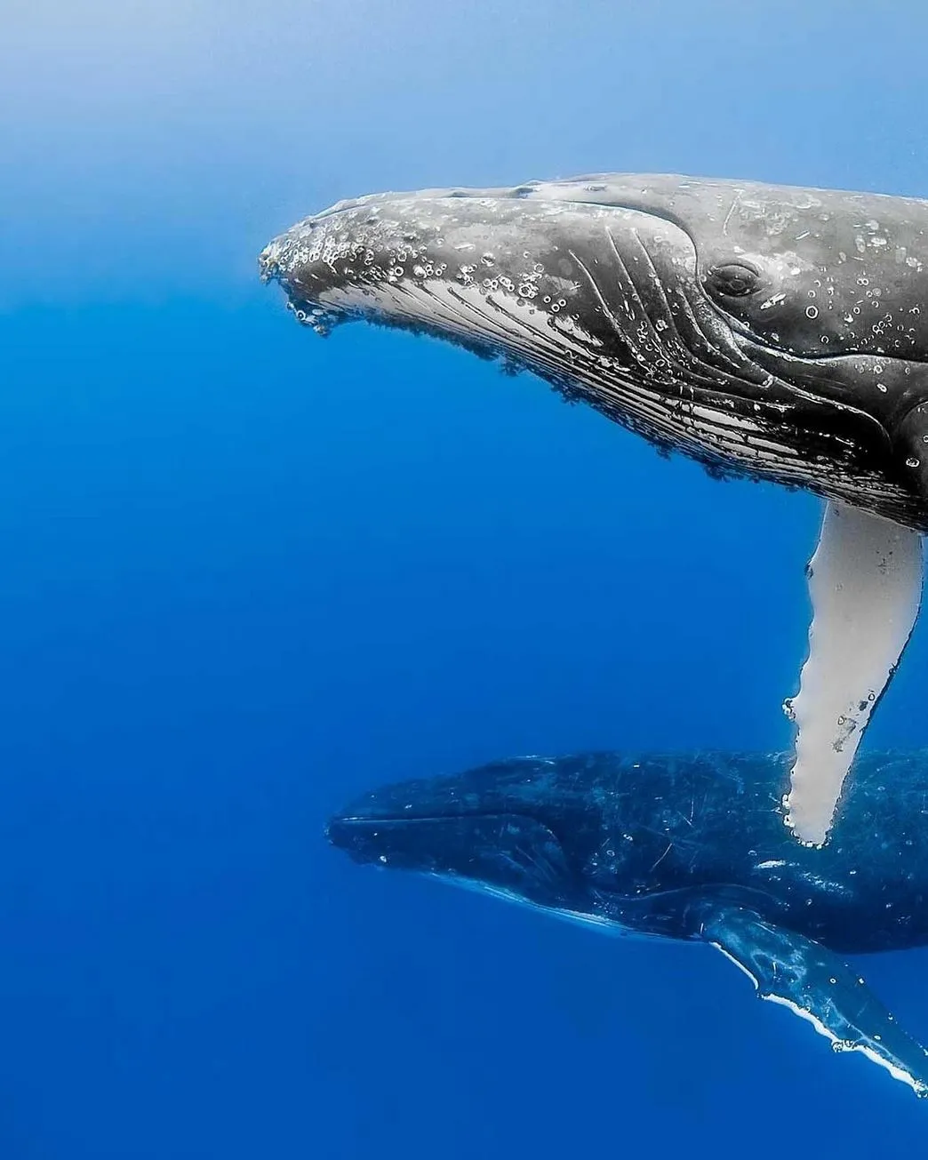 Marine Life in Exmouth: Discover the Wonders of Ningaloo Reef